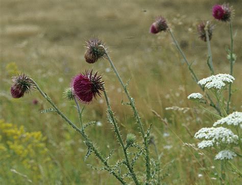 Species Musk Thistle Carduus Nutans L