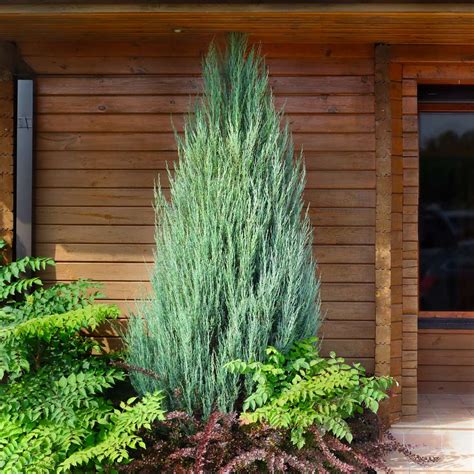 Skyrocket Juniper Trees For Sale