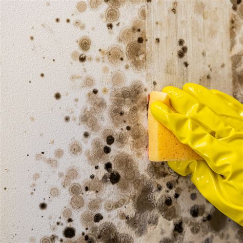 Anti Mold Solution Set Prime Living Online Store