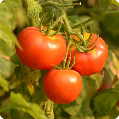 Cà Chua Dr Xanh Chăm Cây Khỏe Giữ đất Lành