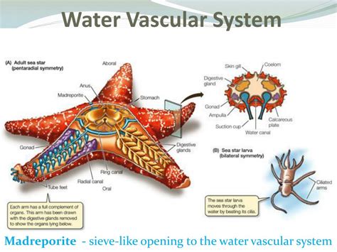 Water Vascular System At Carlos Mcclellan Blog
