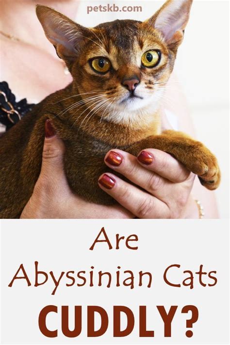 Best 13 Abyssinian Cat Lifespan Colors Origin Care Traits And More
