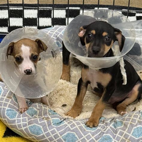 Adopt Shaggy Fred Daphne And Velma Today Find Paw Pal