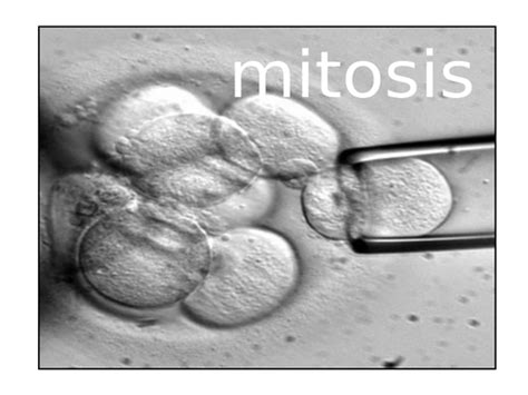 Inheritance A Complete Set Of Resources For Edexcel Igcse Biology Teaching Resources
