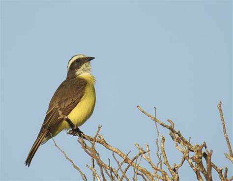 Birds Seen In Mexico Cancun Tulum Merida Birdseed And Binoculars
