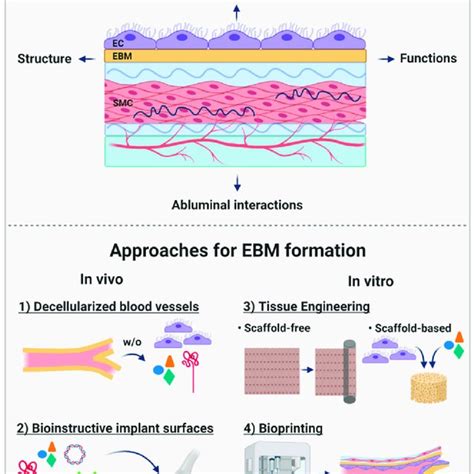 Andreas Lendlein Professor Full Prof Dr Universität Potsdam Potsdam Institute Of