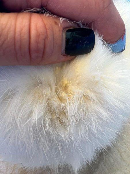 Fly Strike Infestation Myiasis How To Rabbit