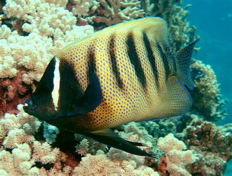 Pomacanthus Définition Et Explications