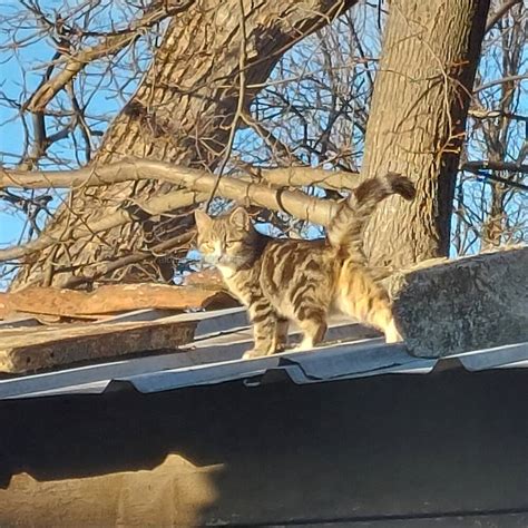 Подарявам дворно коте Подарява София Подарявам дворно женско коте на 5месеца 30 09