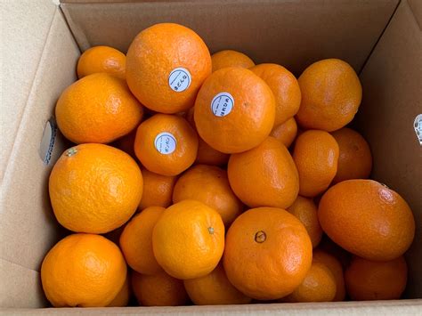 【楽天市場】『旬の柑橘詰め合わせ 少し訳あり10kg』みため おいしさ 愛媛県産 産地直送 甘い 熟 フルーツ 果物 お買得 柑橘福袋【当店お