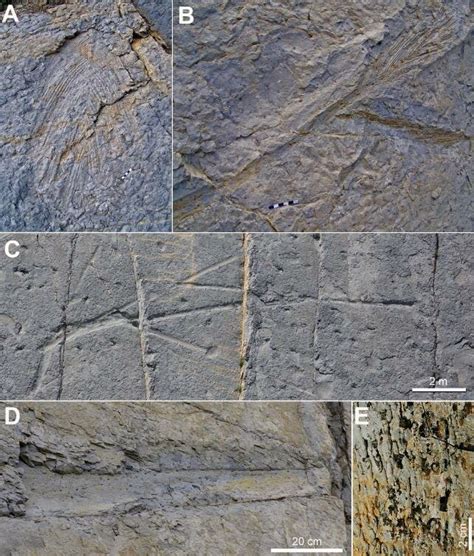 Impressions De Fulles A I B I Troncs C I D De La Palmera Sabalites Download Scientific