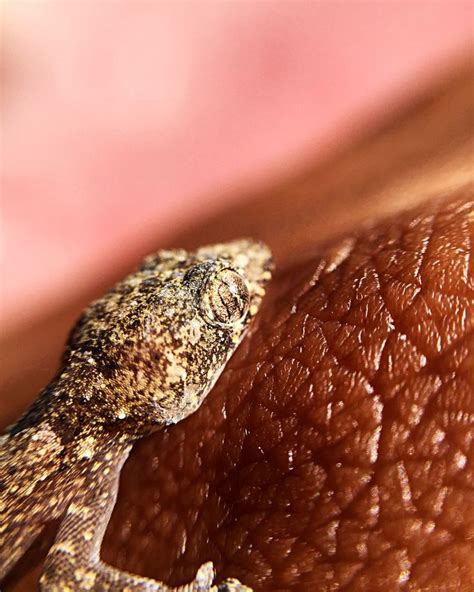 Texture Comparison Lizard Vs Human Skin