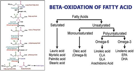 Beta Oxidation Of Fatty Acid Steps Uses Diagram