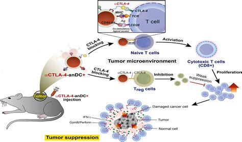 연세대 홍진기 교수팀 인공 나노 수지상세포를 이용한 차세대 암 백신 플랫폼 개발 Professor Jinkee Hongs Group At Yonsei University