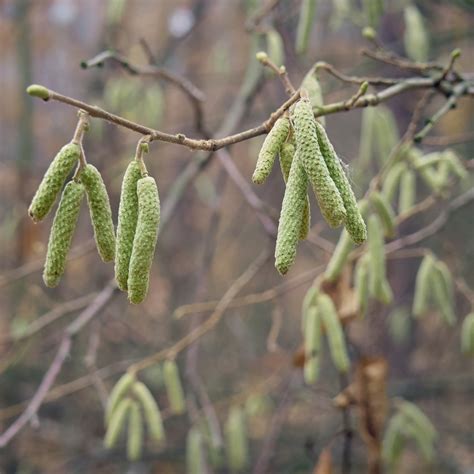 Hazelnut American Filbert Corylus Americana Mygardenlife