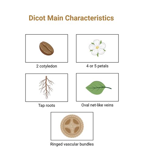 Dicot Main Characteristics Biorender Science Templates