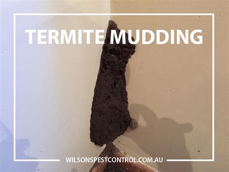 Termites Pest Control Sydney Castle Hill Blacktown