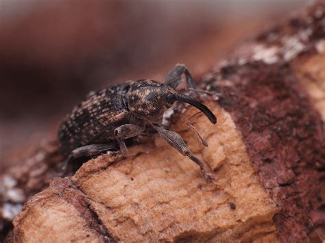 Billbug Rmacrophotography