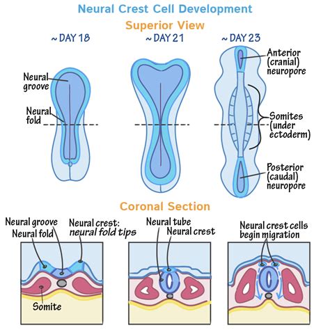 Embryology Glossary Neural Crest Cell Differentiation Ditki Medical And Biological Sciences