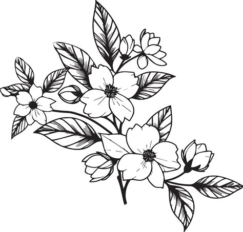 White Jasmine Flower Drawing Realistic Jasmine Flower Drawing Art