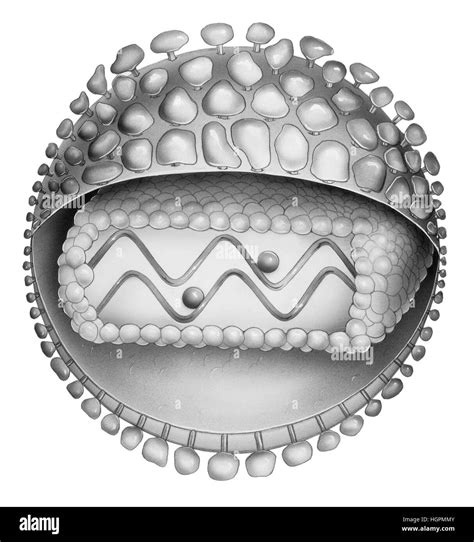 Phospholipid Envelope Black And White Stock Photos Images Alamy