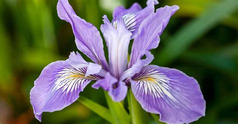 How To Grow And Care For Douglas Iris Gardeners Path
