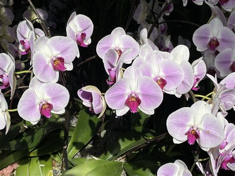 Every Goddamn Day 091425 Orchids — Like Sex Dolls For Bees