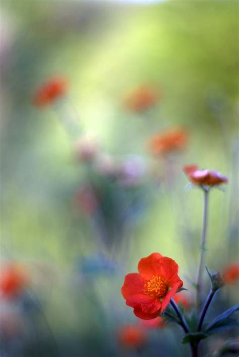 Blue Rose Background Photos Download The Best Free Blue Rose