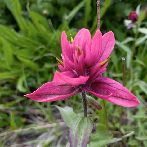 Wildflowers In Ouray Colorado — Visit Ouray Colorado Homepage
