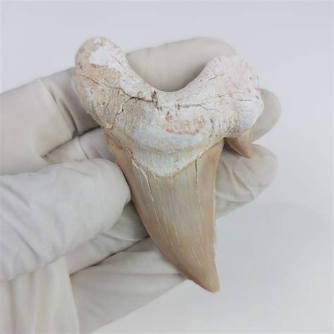 Shark Tooth Fossil 29 Original Otodus Obliquus Megalodon Fossilpaleo