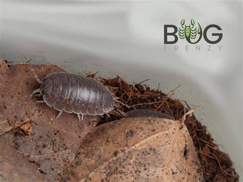 Smooth Slaters Porcellio Laevis Bug Frenzy