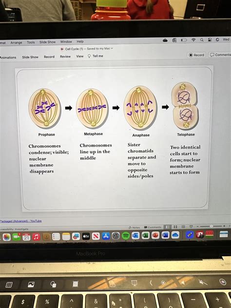 Bio Cells Diagram Quizlet