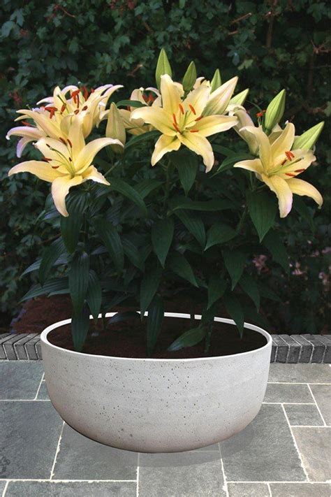 Pin On Lily Or Lilly