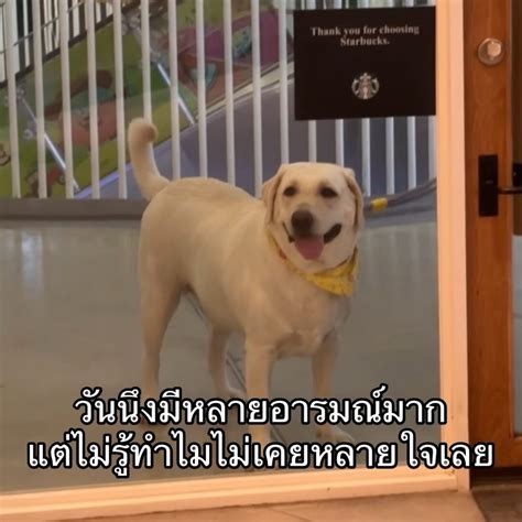 Lukder Jk Labrador • Instagram Photos And Videos