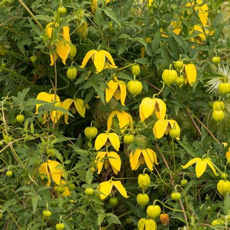Clematis Little Lemons Zo14100 3l Coolings Garden Centre