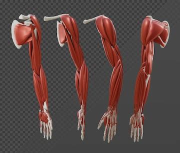 Anatomía Del Modelo Del Brazo