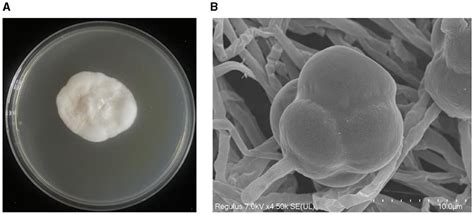 Frontiers Biological Control Of The Native Endophytic Fungus Pochonia