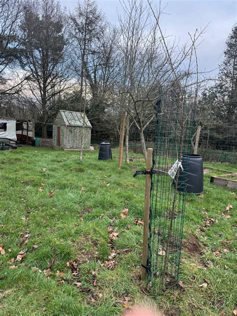 Far Forest Lea Memorial Cofe Primary School Hayley Tarbutt Sakura Cherry Tree Project