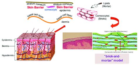 Stratum Corneum Diagram