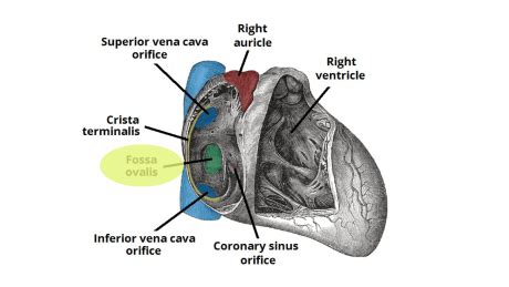 The Anatomystructure And Physiologyfunction Of The Fossa Ovalis