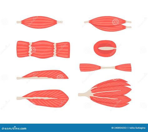 Set Of Skeletal Fiber Muscle Types Structure Muscle Of Human Body