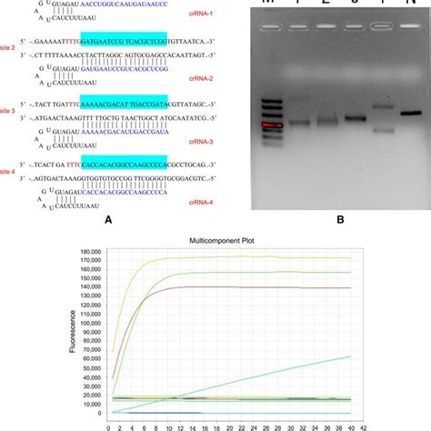 Crrna Screening A The Bp26 Crrna 14 Structure And The Corresponding