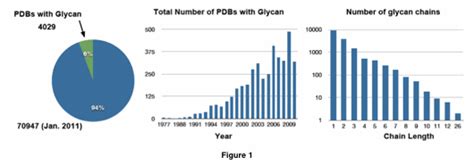 Glycan Modeling And Simulation