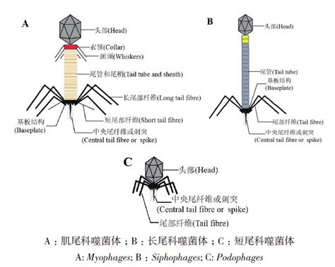 生物病毒是如何在生物学上分类的？ 知乎