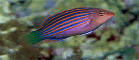 Sexstriped Wrasse Exotic Marine Limited