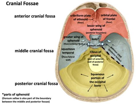 Anatomy 81 Lo Cranium And Cranial Nerves Pt 2 Flashcards Quizlet