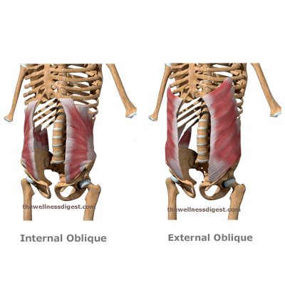 External Obliques Origin And Insertion