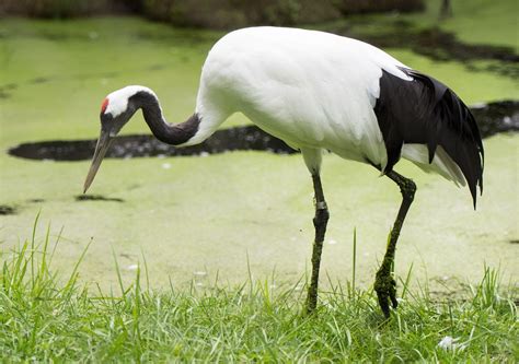 Red Crowned Crane Zoo De Granby