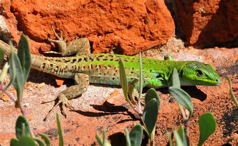 Podarcis Siculus Campestris “wild” Pictures