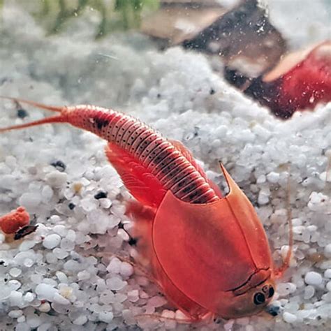 Triops Longicaudatus The American Tadpole Shrimp